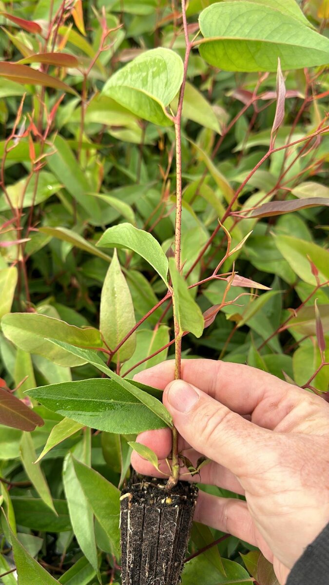 Eucalyptus Obliqua - 50 Plants - Awapuni Nurseries