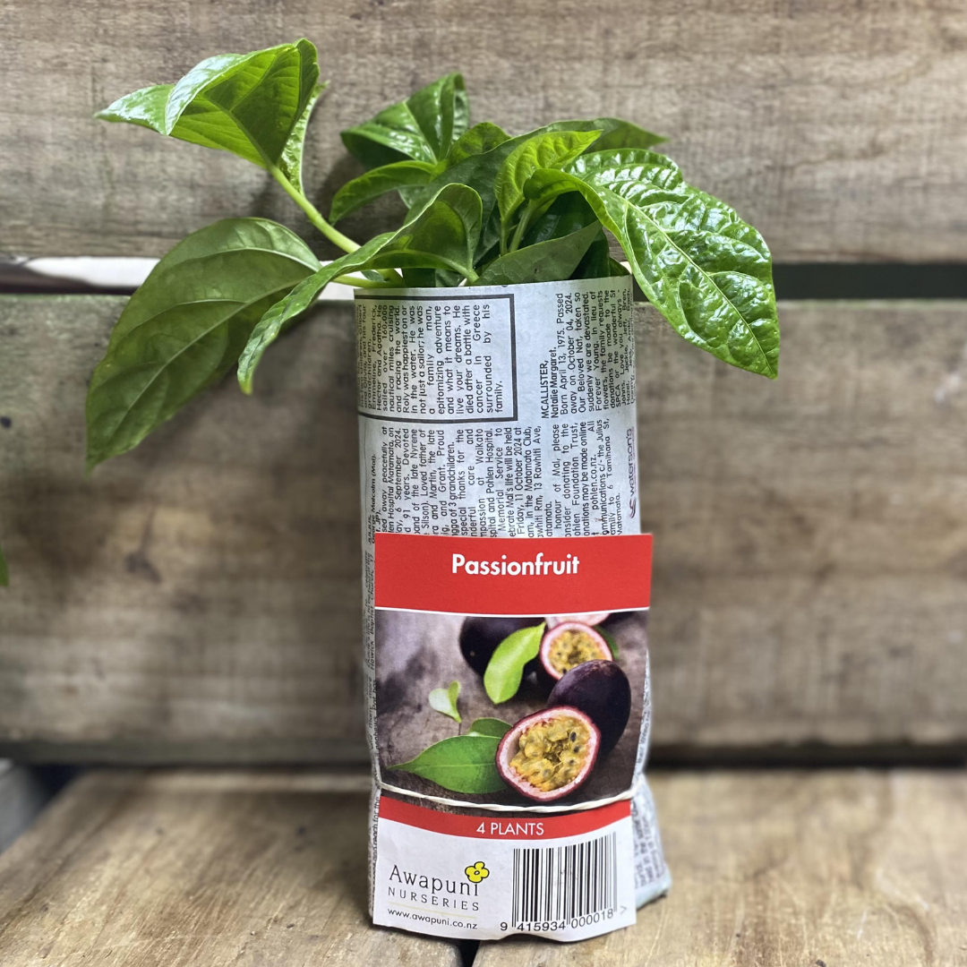 Mega Passionfruit 100 Plants - Awapuni Nurseries
