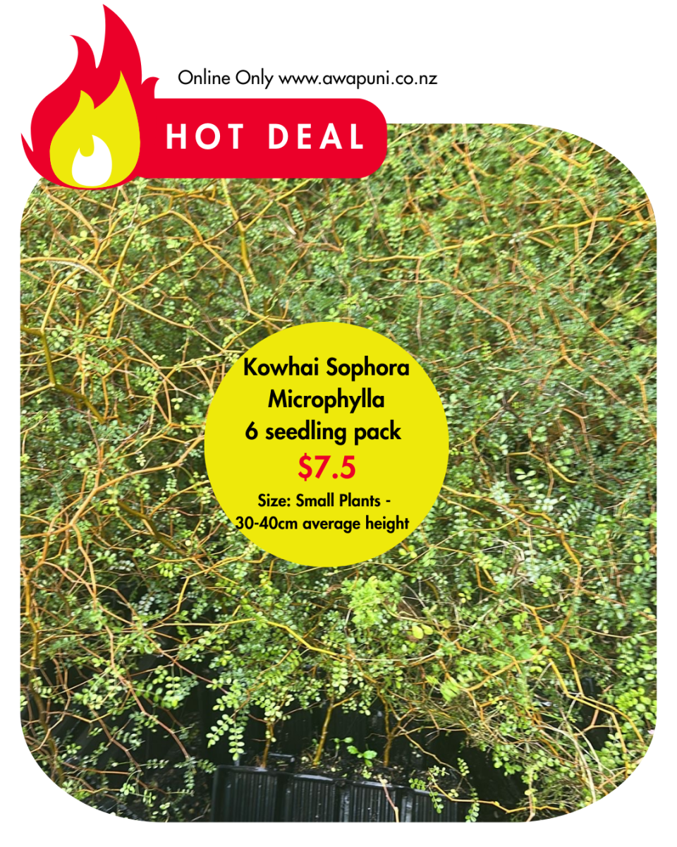 Kowhai Sophora Microphylla 6 Seedlings Box - Awapuni Nurseries