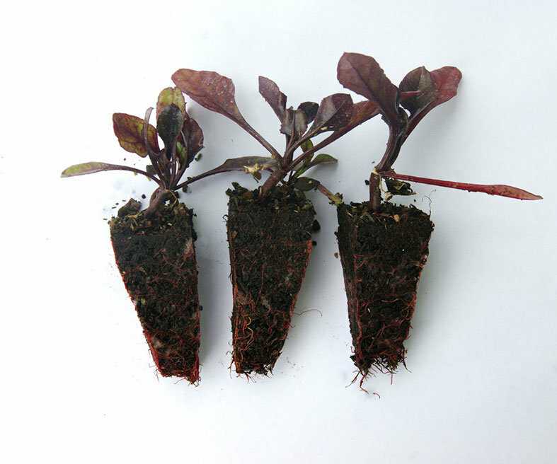 (MEGA) Beetroot Cylindra 100 Plants - Awapuni Nurseries