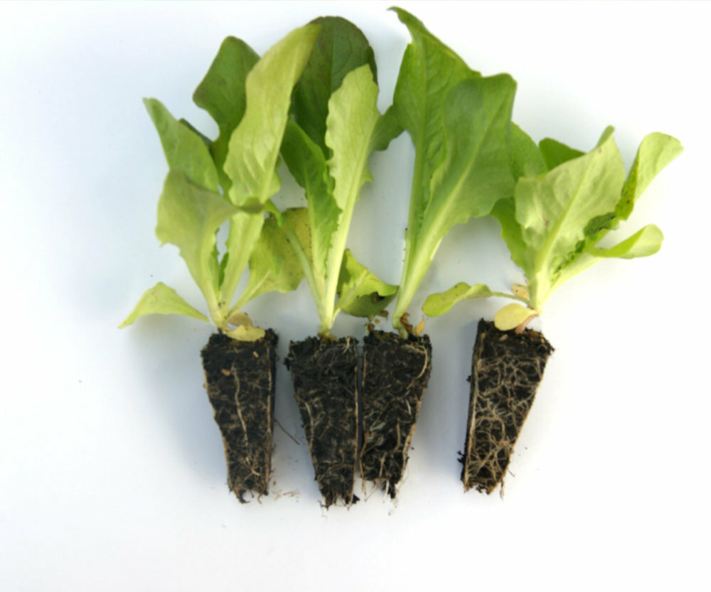 (MEGA) Lettuce Buttercrunch 100 Plants - Awapuni Nurseries