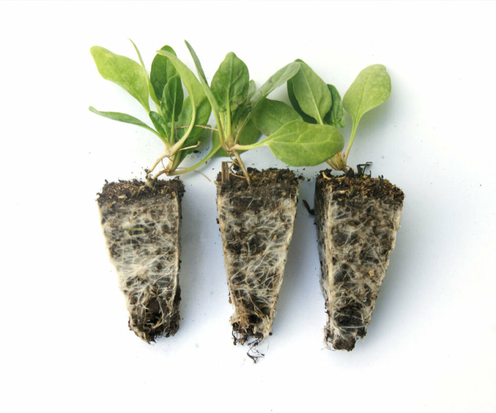 (MEGAL) Spinach 100 Plants - Awapuni Nurseries