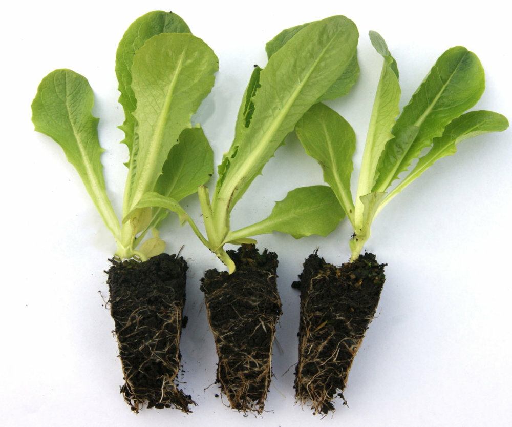 (MEGA) Lettuce Baby Cos 100 Plants - Awapuni Nurseries