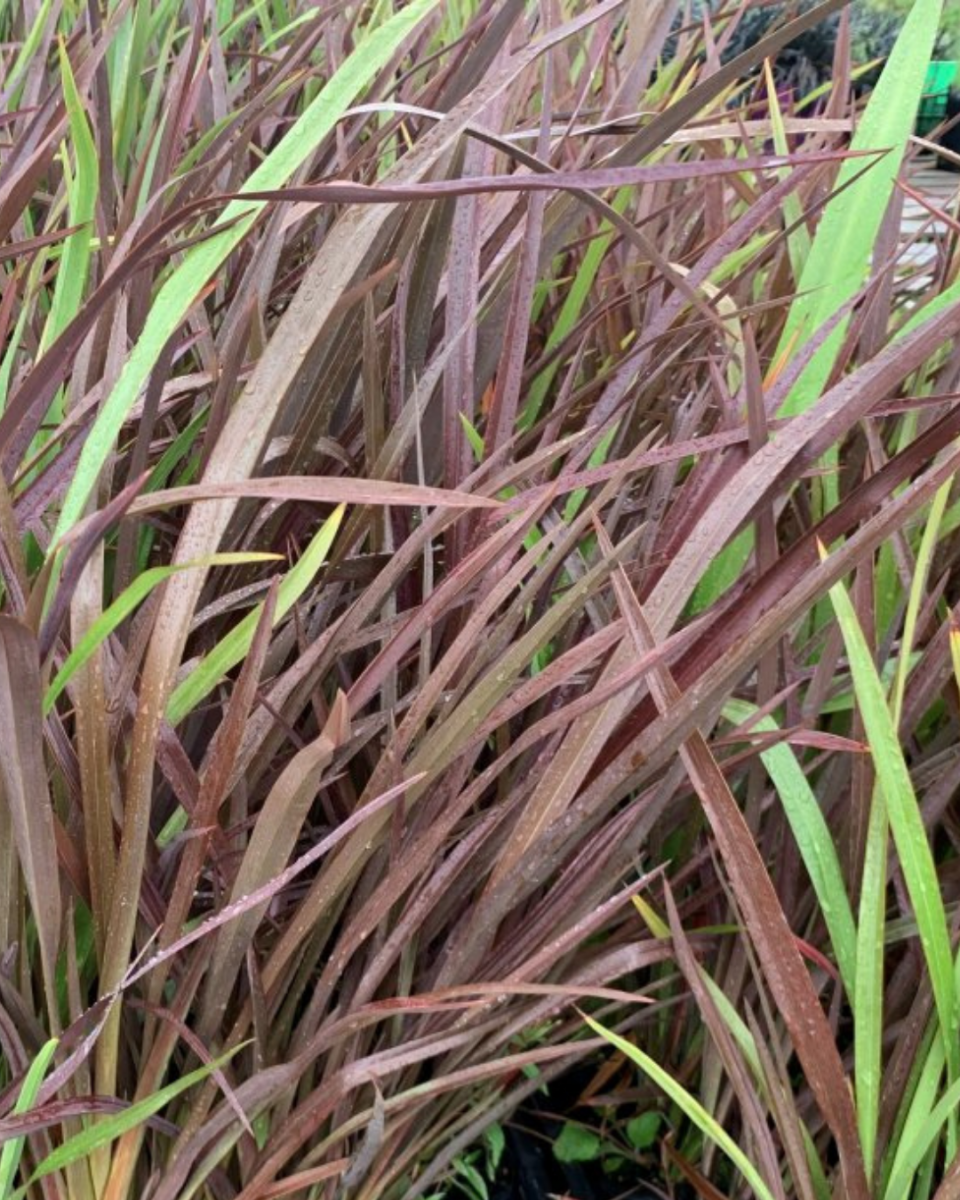 Flax 12 Plants Box - Awapuni Nurseries
