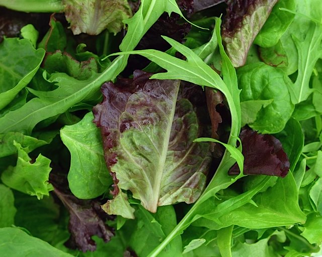 Lettuce - Mesclun Mix - Awapuni Nurseries