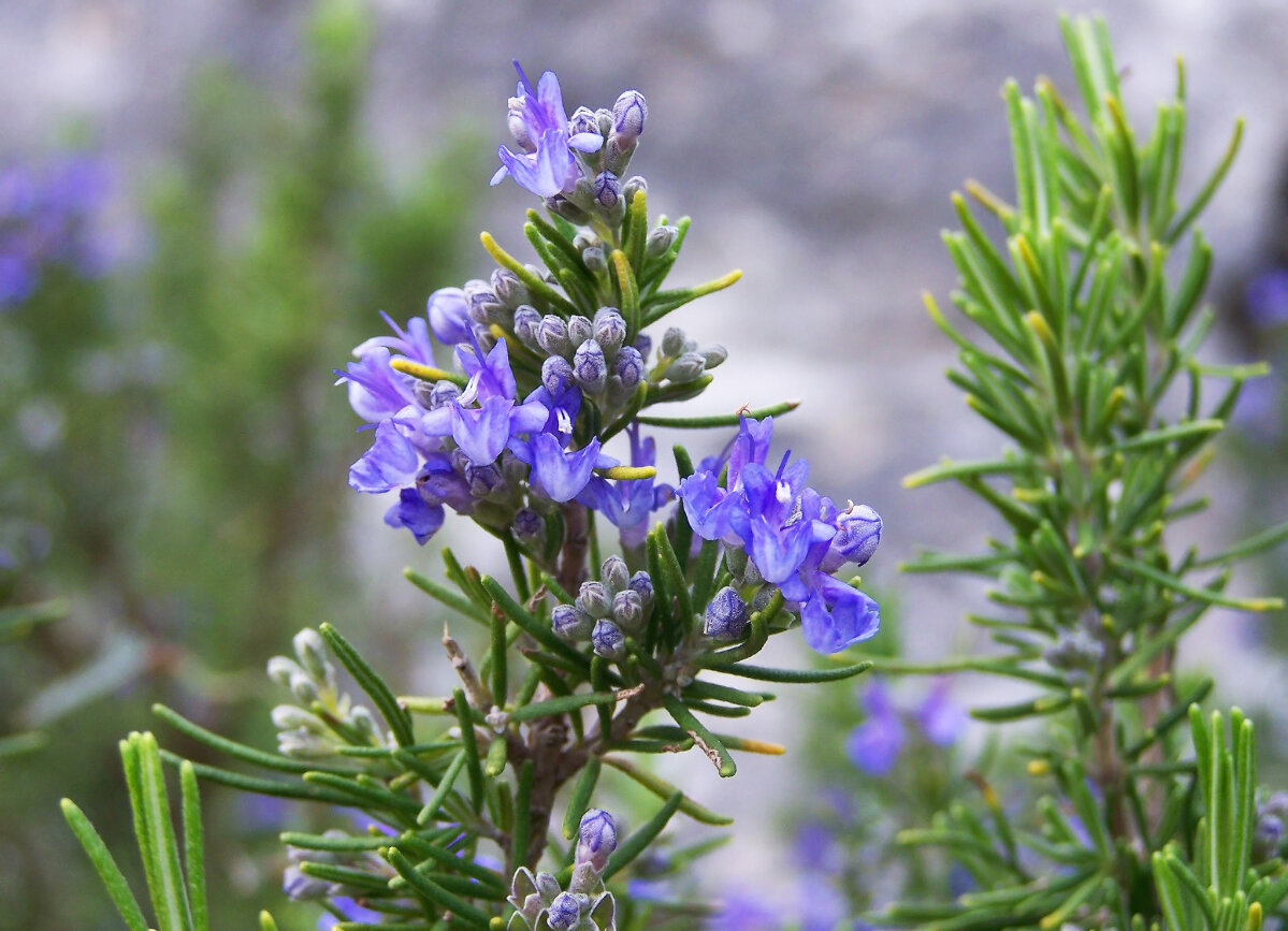 Rosemary - Awapuni Nurseries