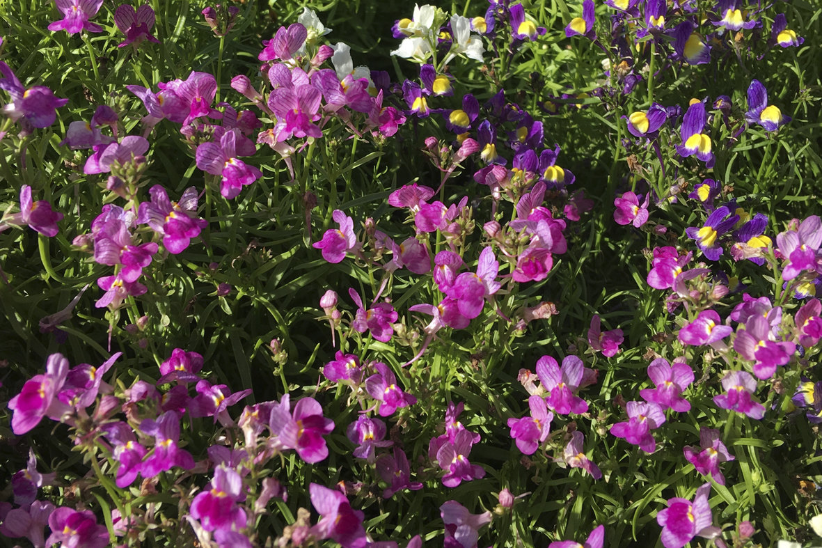 Linaria - Fantasy Mixed - Awapuni Nurseries