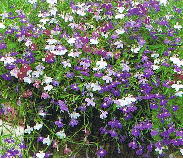 Lobelia - Cascading Mixed - Awapuni Nurseries