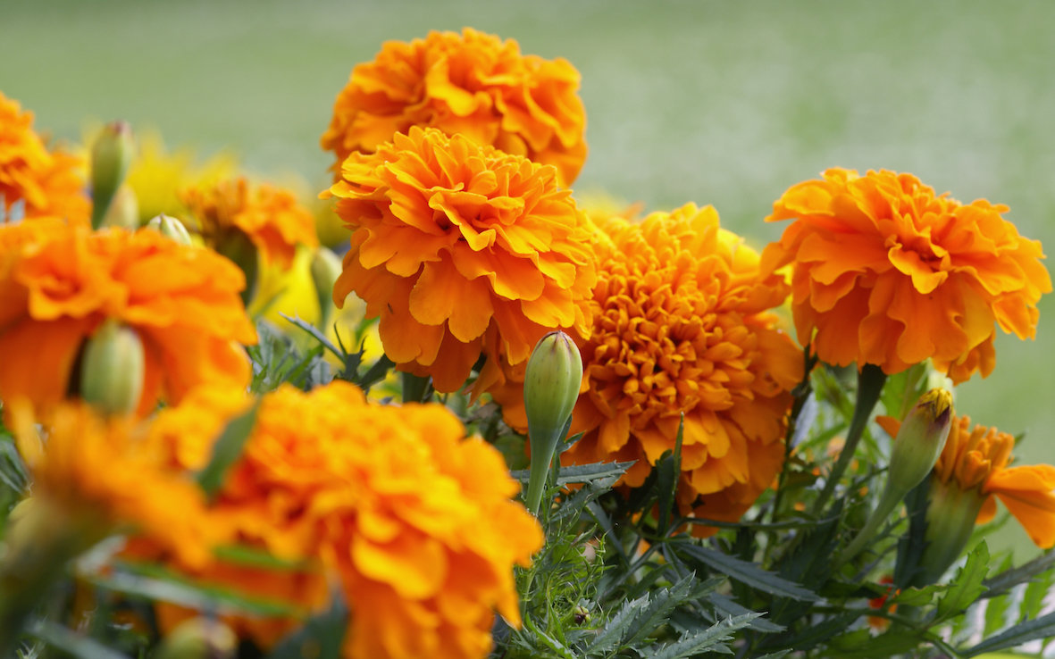 Marigold - Dwarf Gold - Awapuni Nurseries