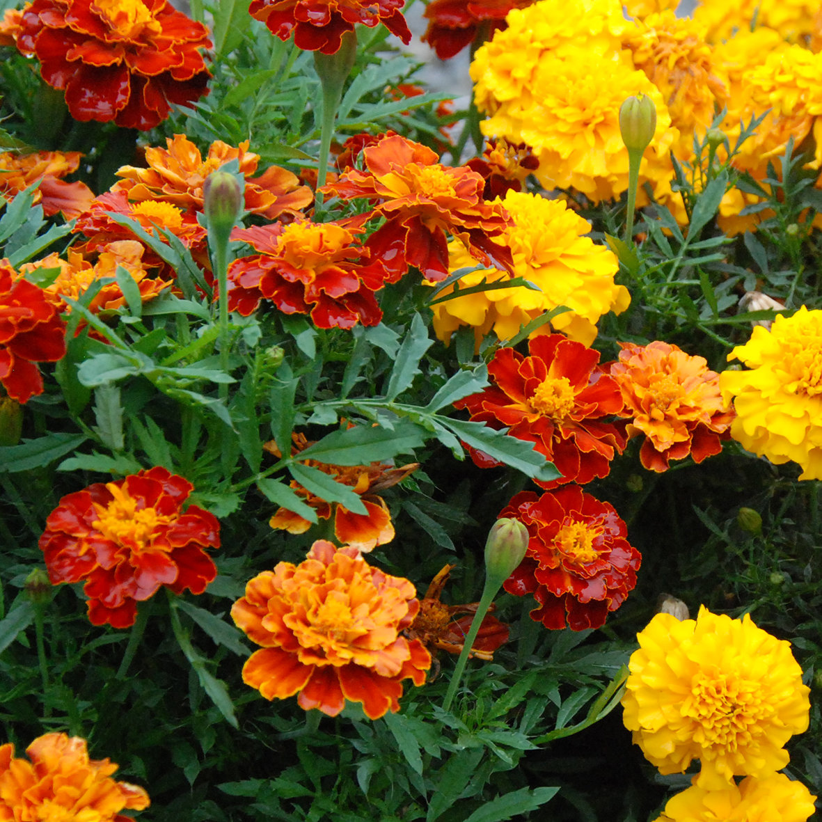 Marigold - Dwarf Mixed - Awapuni Nurseries