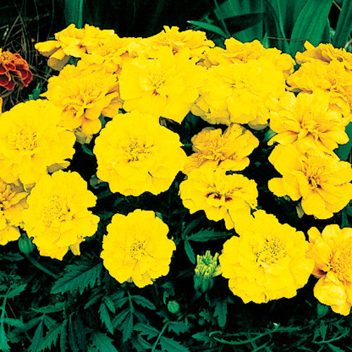 Marigold - Dwarf Yellow - Awapuni Nurseries
