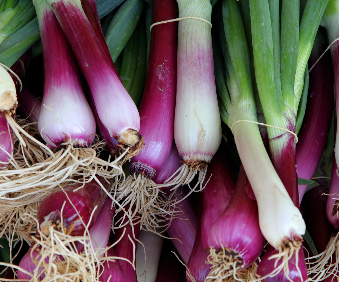 Onions - Spring Red - Awapuni Nurseries