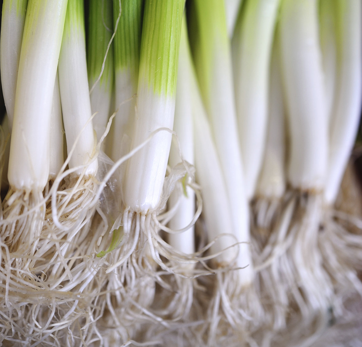 Onion Spring - Awapuni Nurseries