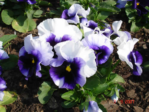 Pansy Beacon Blue Seedlings | Awapuni Nurseries – Nationwide Delivery