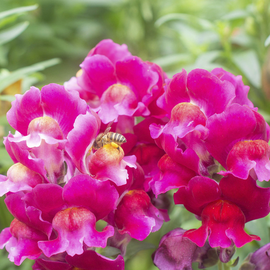Antirrhinum - Snapshot Pink - Awapuni Nurseries