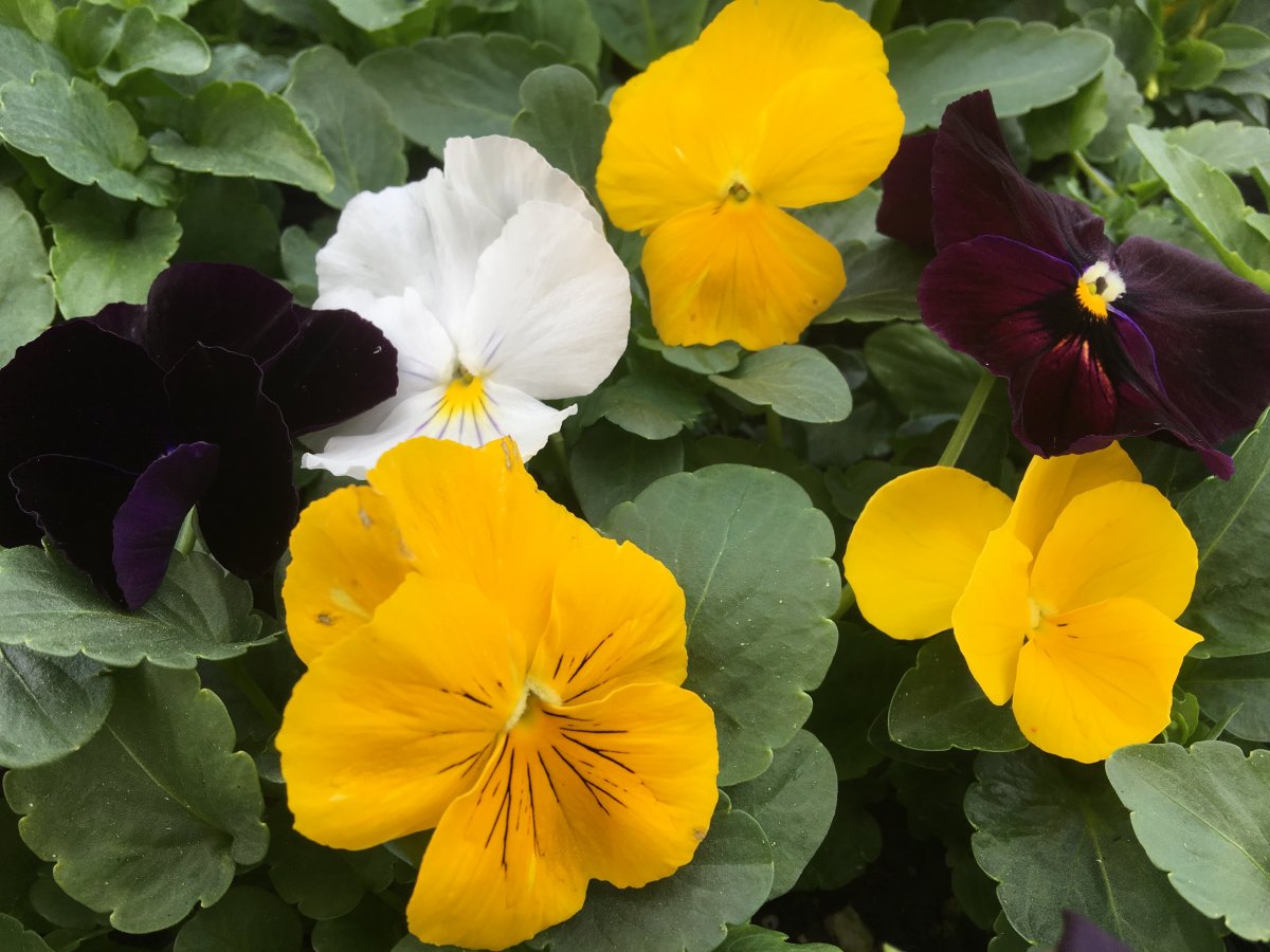 Pansy - Dawn Jewels - Awapuni Nurseries