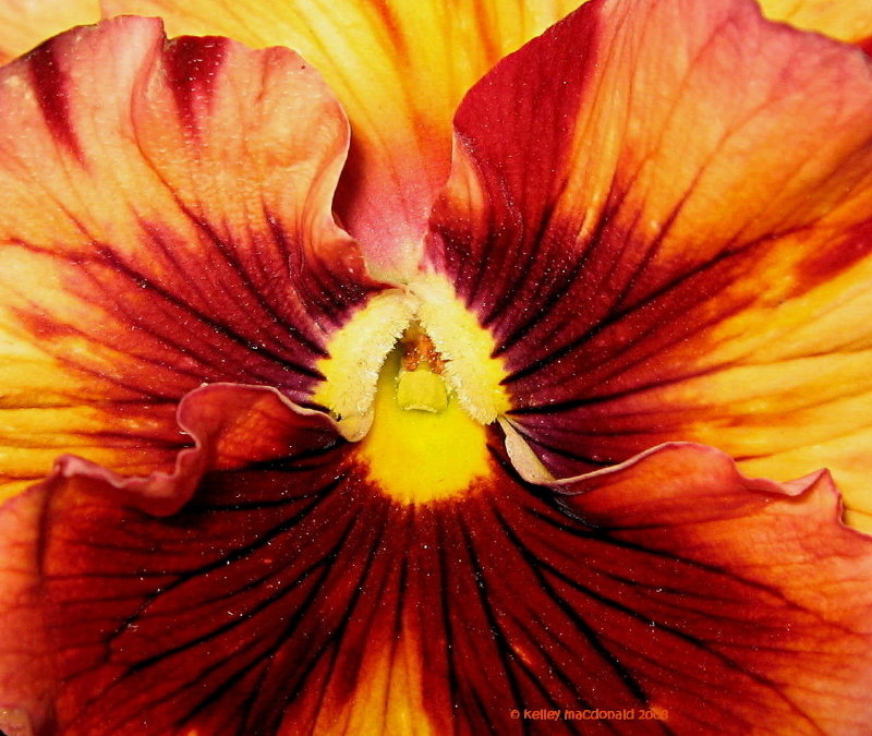 Pansy - Solar Flash - Awapuni Nurseries