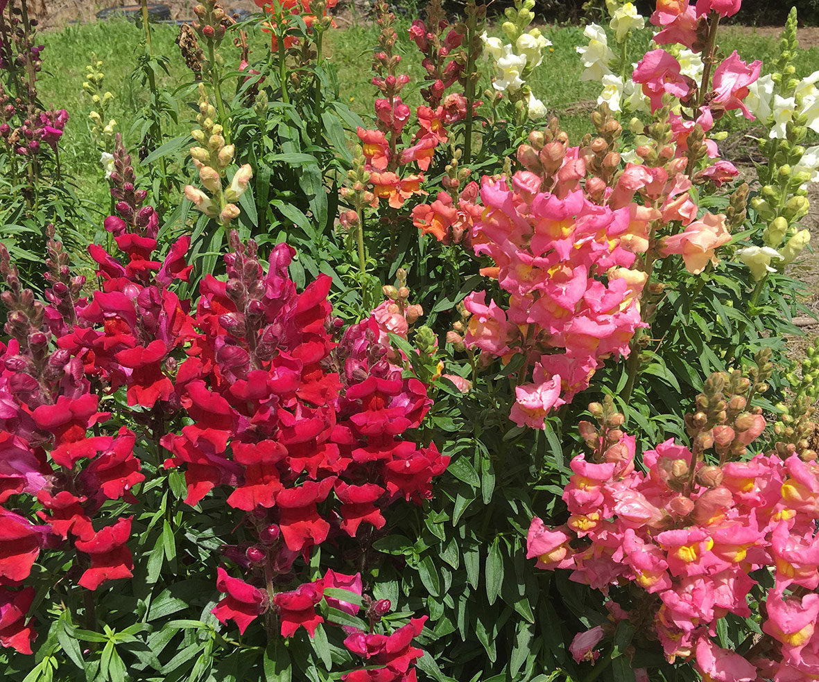 Antirrhinum Tall Seedlings | Awapuni Nurseries – Nationwide Delivery