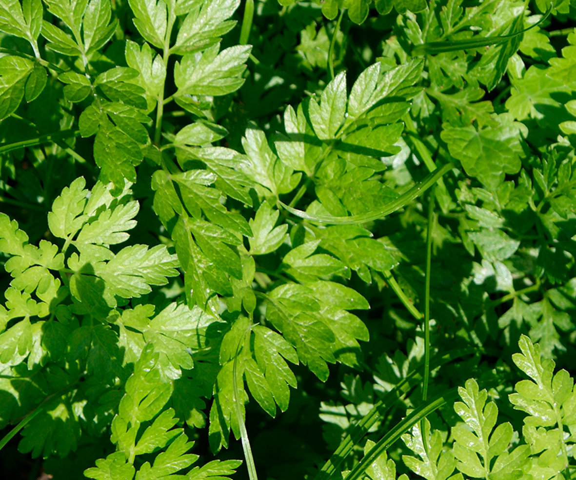 Parsley - Italian Flat Leaf - Awapuni Nurseries