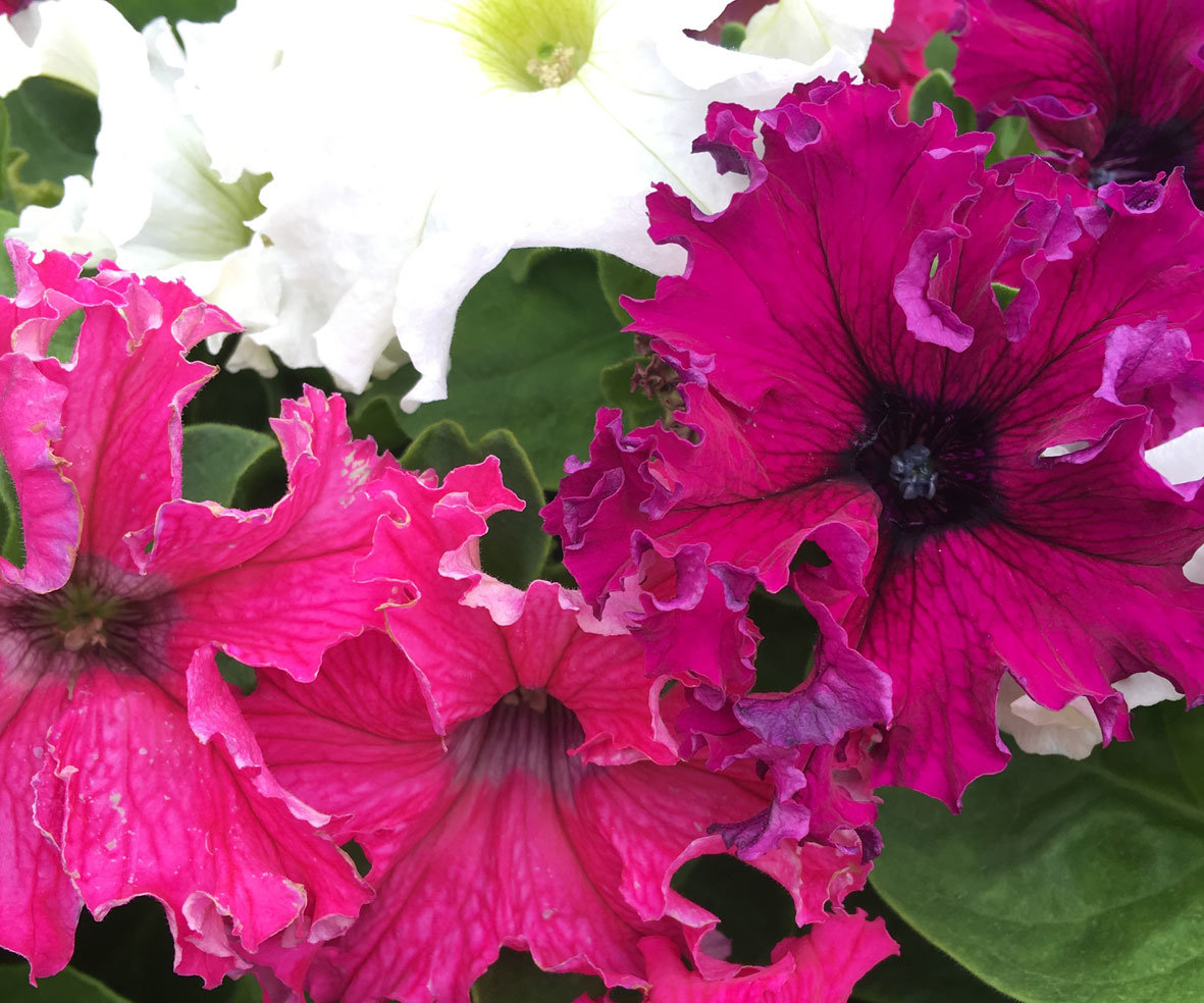 Petunia - Fluffy Ruffles - Awapuni Nurseries