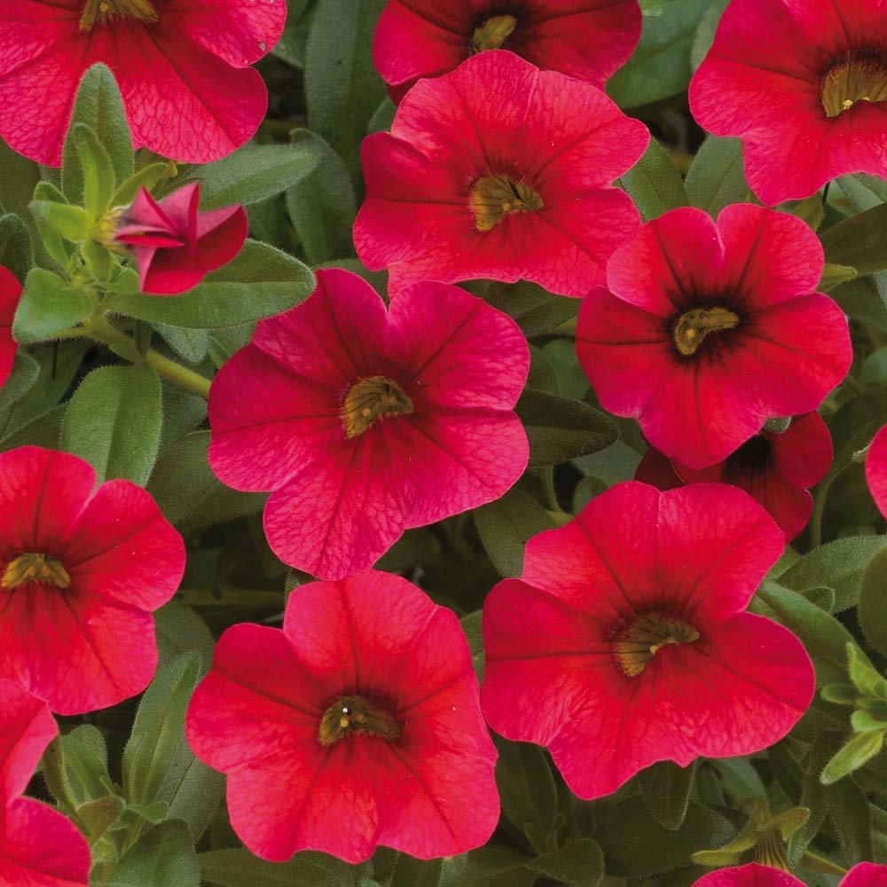 Petunia - Mini Picobella Red - Awapuni Nurseries