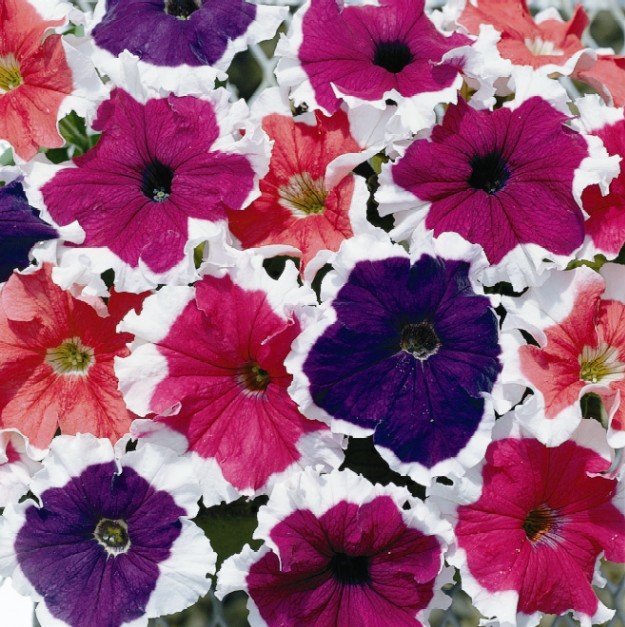 Petunia - Picotee Mixed - Awapuni Nurseries