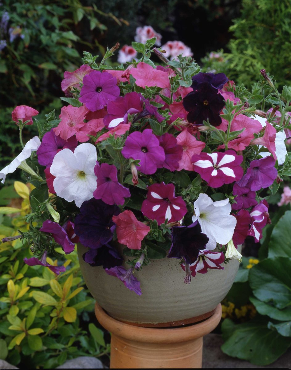Petunia - Rainbow - Awapuni Nurseries