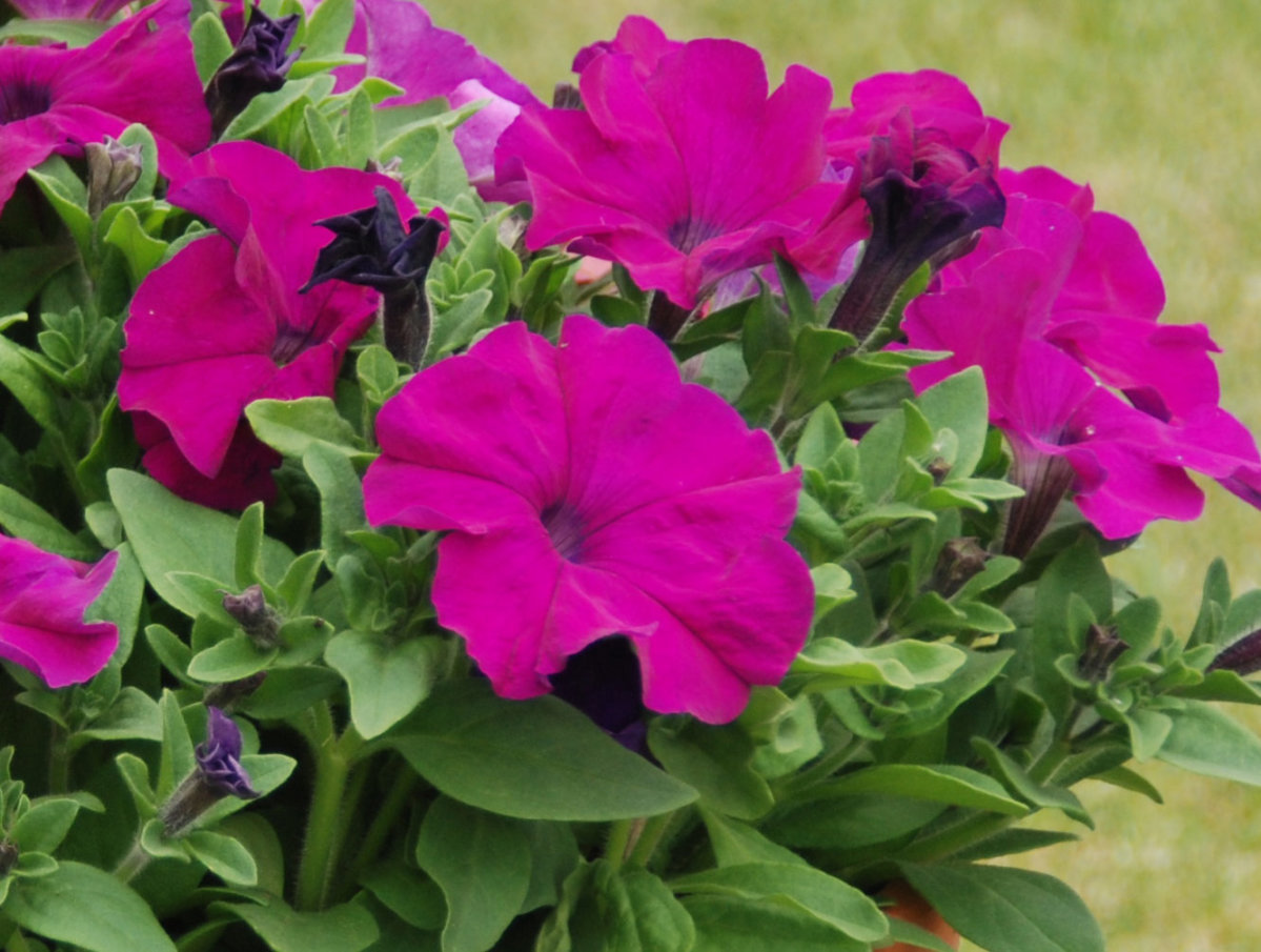 Petunia - Raspberries - Awapuni Nurseries