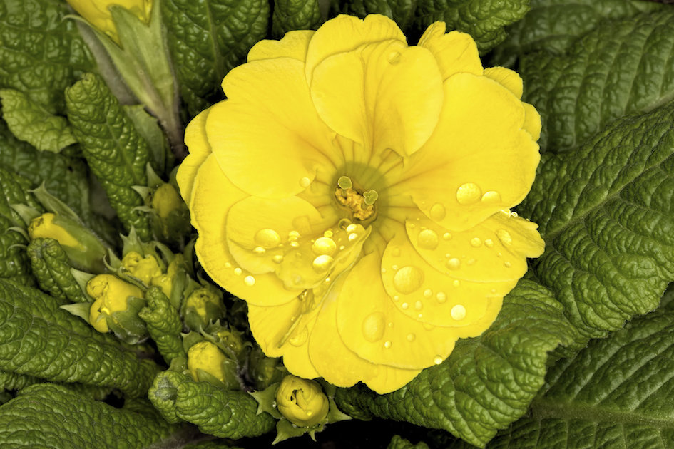 Polyanthus Supernova - Yellow - Awapuni Nurseries