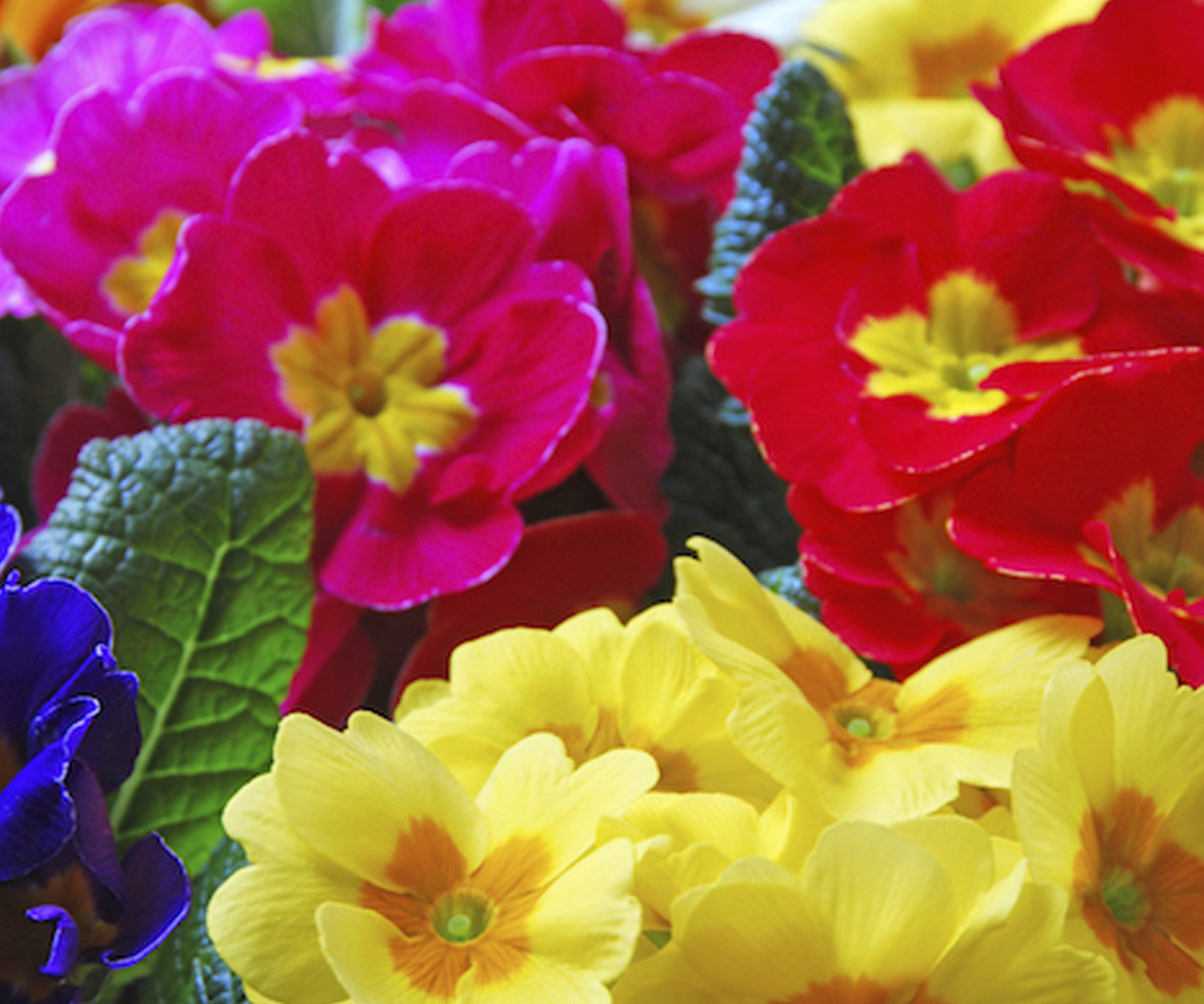 Polyanthus - Mix - Awapuni Nurseries