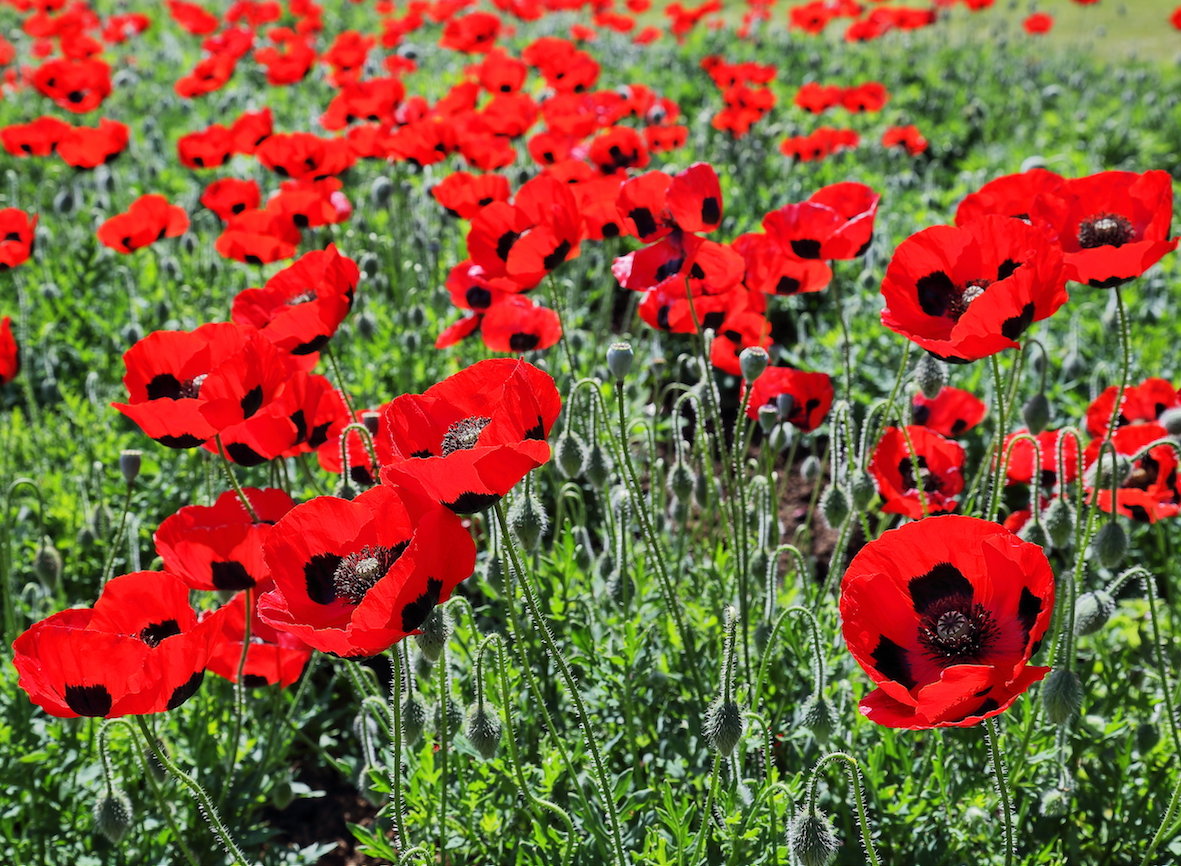 Anzac Poppy Bundles | Awapuni Nurseries – Nationwide Delivery