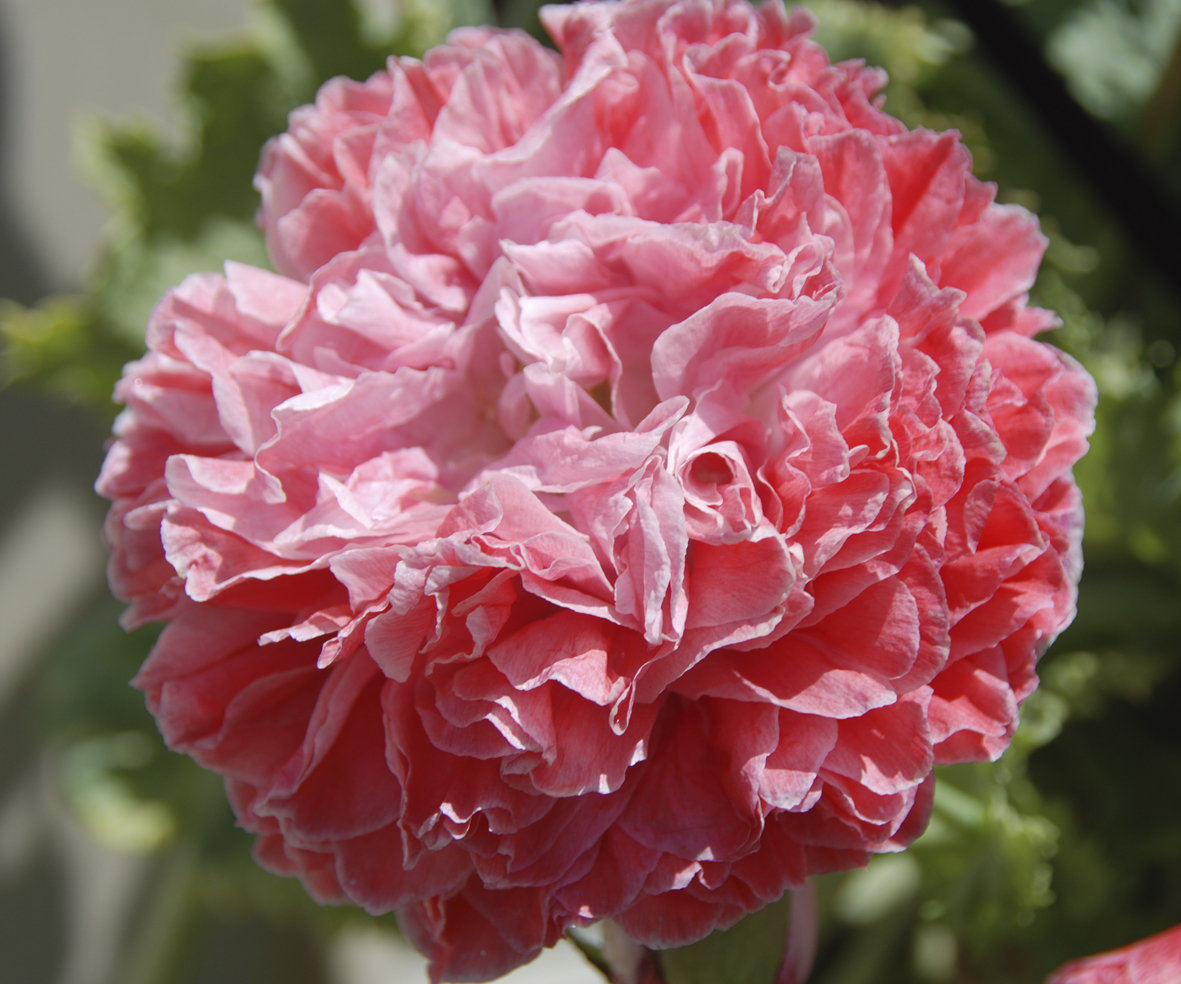 Poppy - Peony Mixed - Awapuni Nurseries
