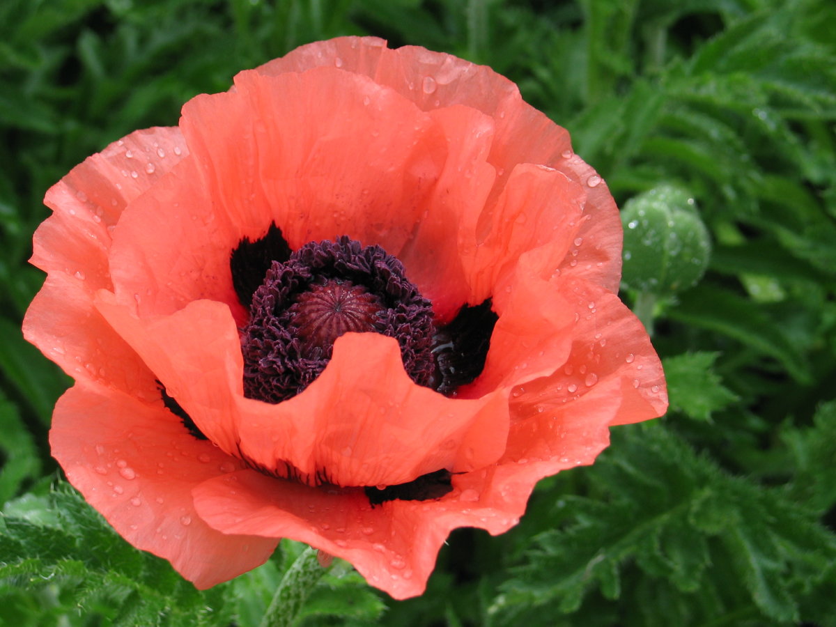 Poppy - Oriental - Awapuni Nurseries