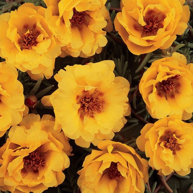 Portulaca - Tequila Yellow - Awapuni Nurseries