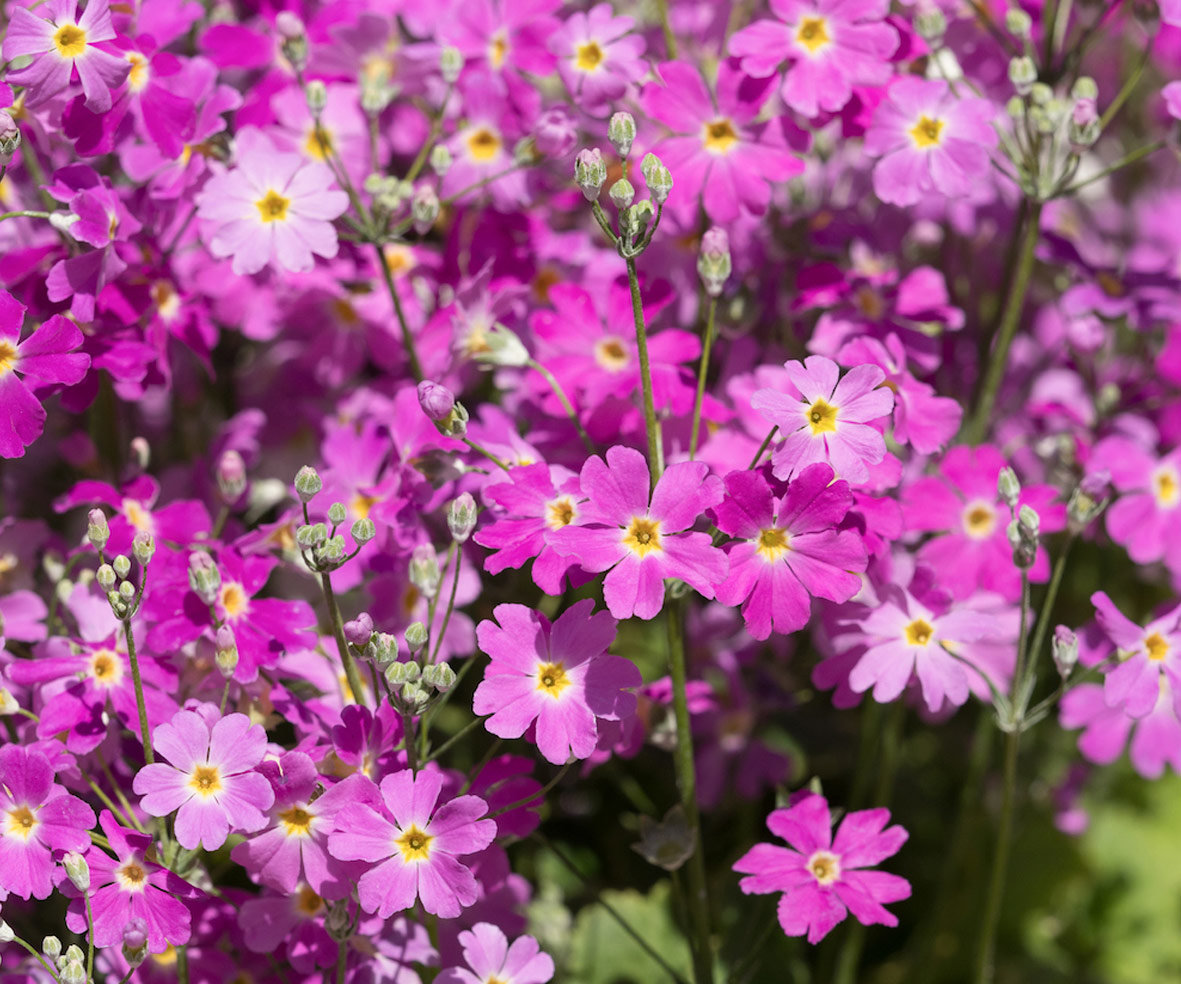 Primula - Lavender - Awapuni Nurseries