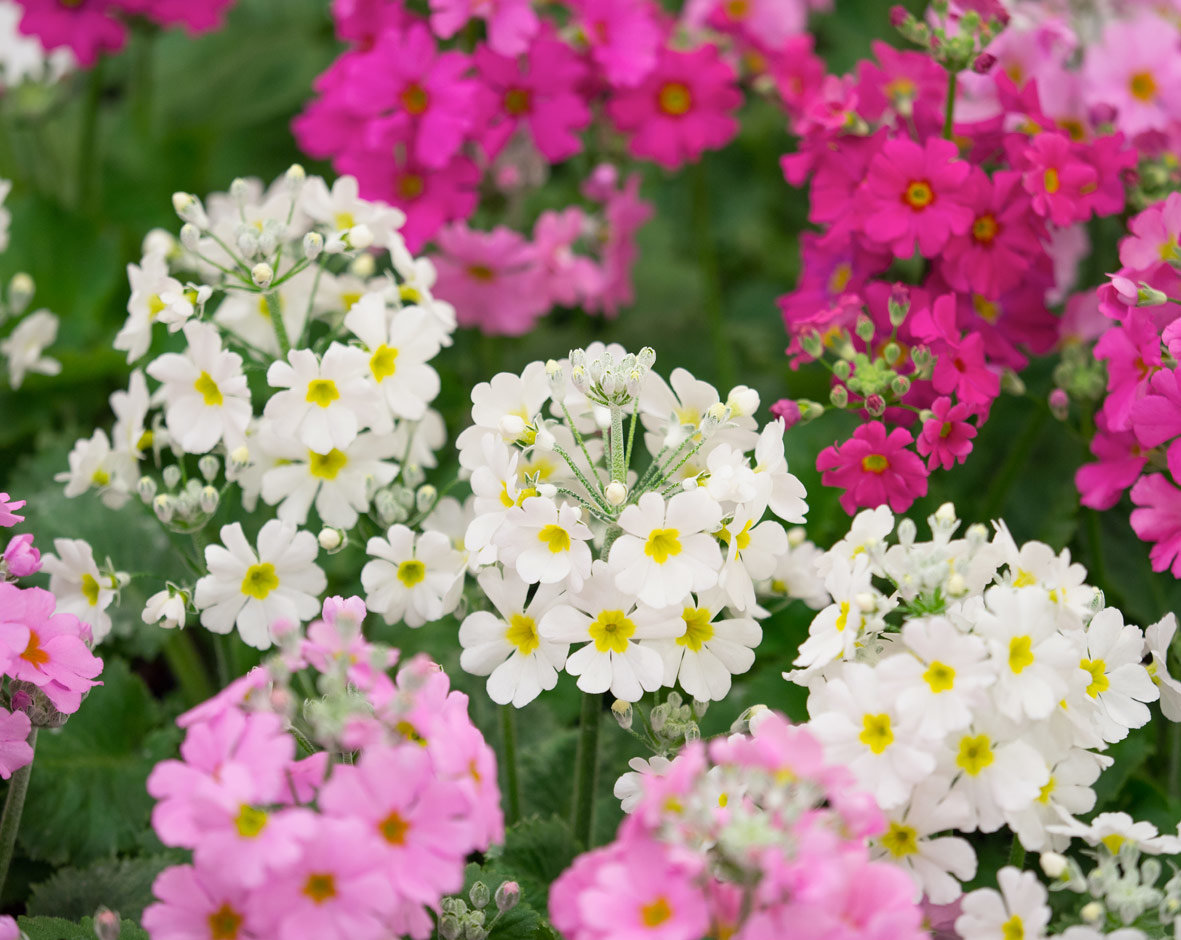 Primula - Mixed - Awapuni Nurseries