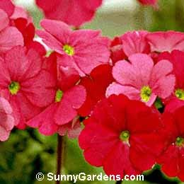 Primula - Obconica Libre Red - Awapuni Nurseries