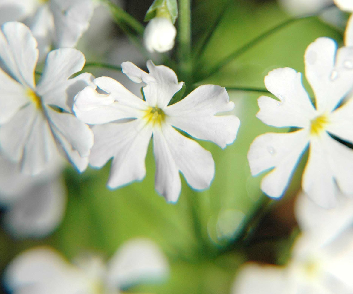 Primula - White - Awapuni Nurseries