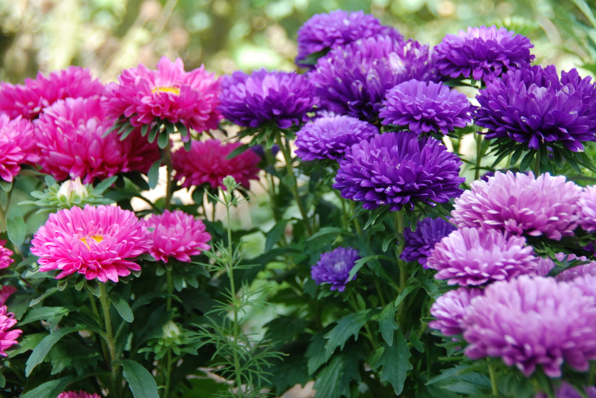 Aster - Dwarf Mixed - Awapuni Nurseries