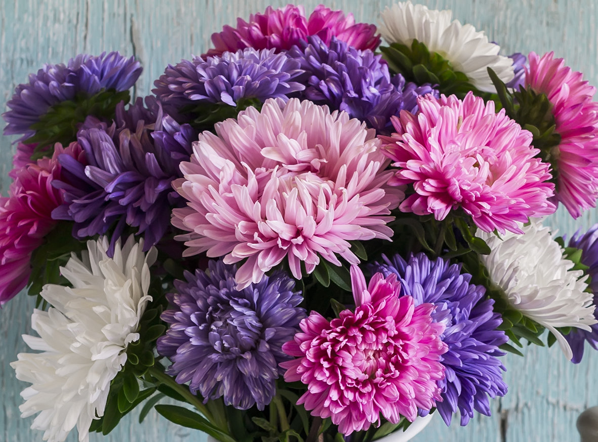 Aster - Tall Mixed - Awapuni Nurseries