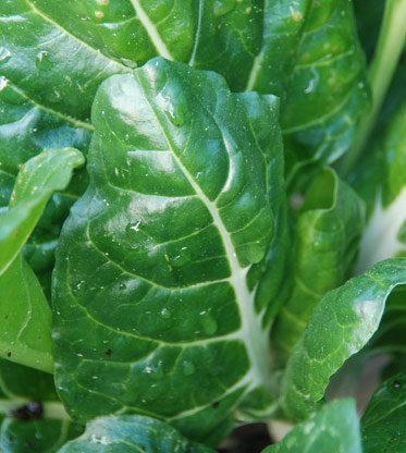 Silverbeet - Dark Green - Awapuni Nurseries