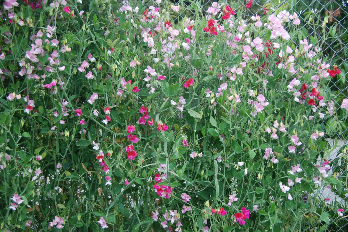 Sweet Pea - Dwarf - Awapuni Nurseries