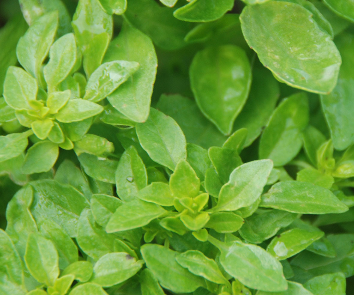 Basil - Greek Mini - Awapuni Nurseries