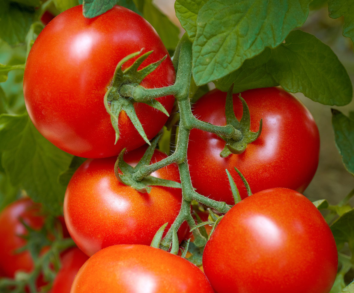 Tomato - Potentate - Awapuni Nurseries
