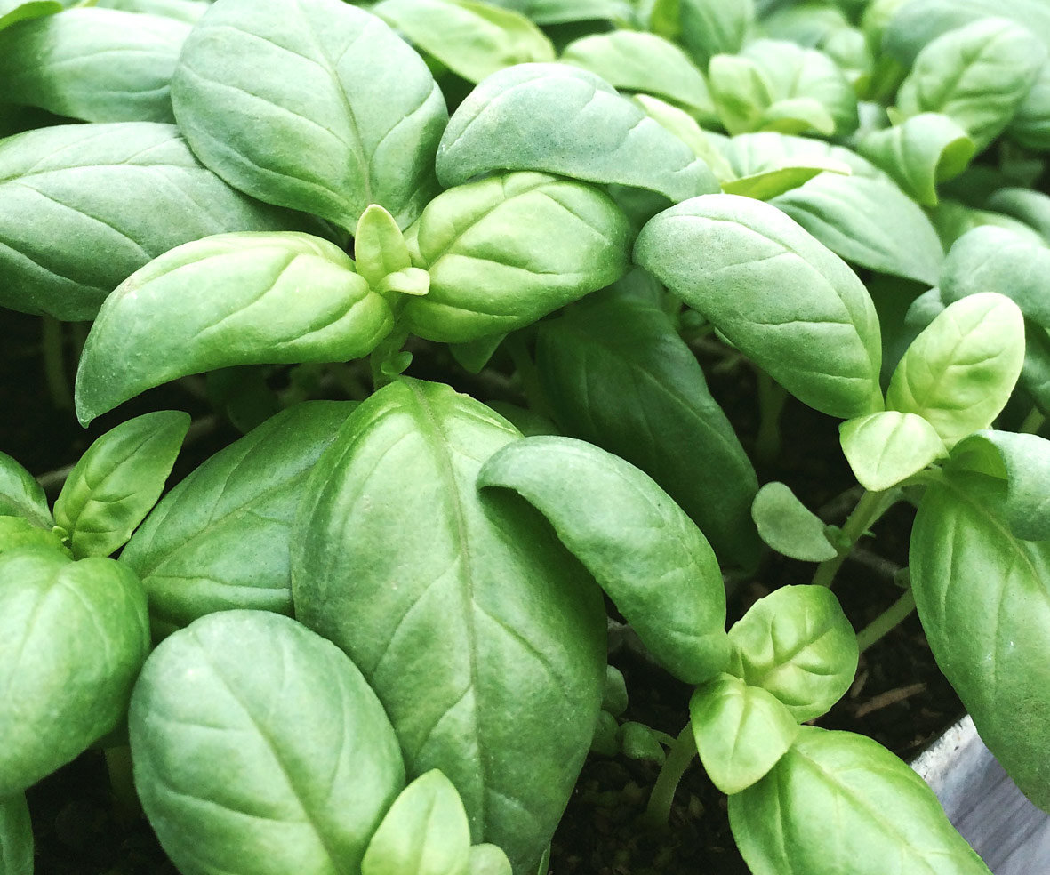 Basil - Sweet - Awapuni Nurseries