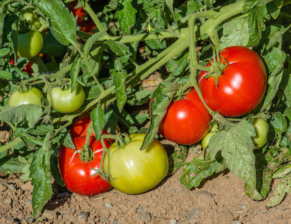Tomato - Dwarf - Awapuni Nurseries