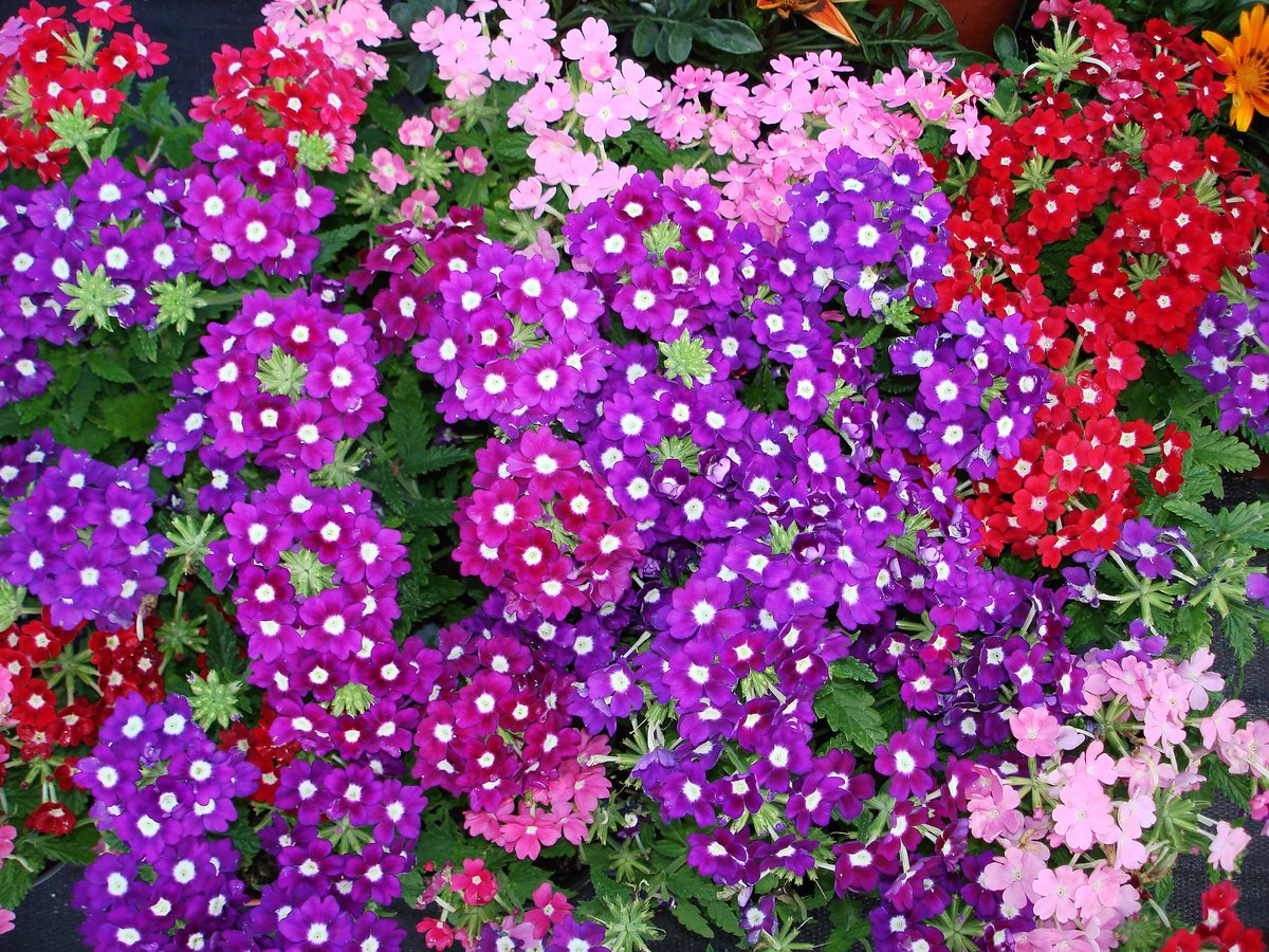 Verbena Mixed - Awapuni Nurseries