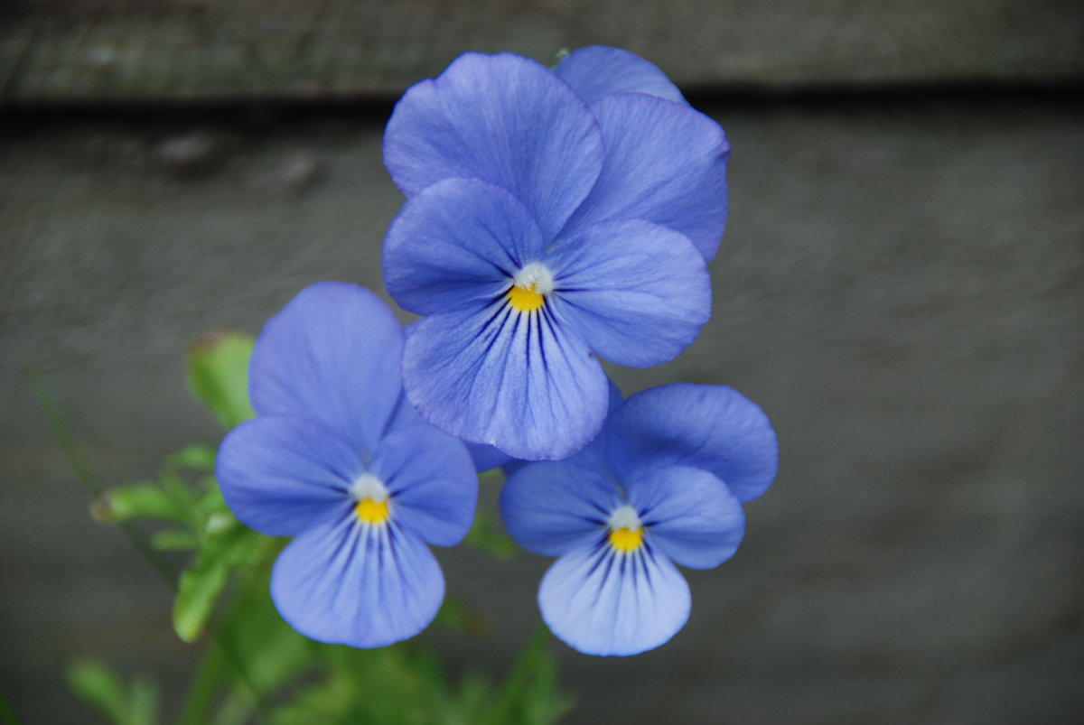 Viola - Blue - Awapuni Nurseries