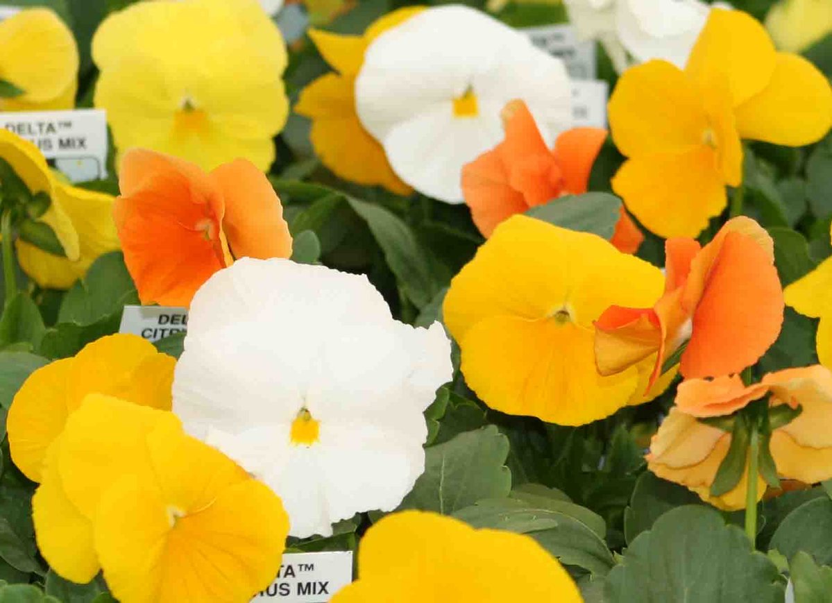 Viola - Penny Citrus Mix - Awapuni Nurseries