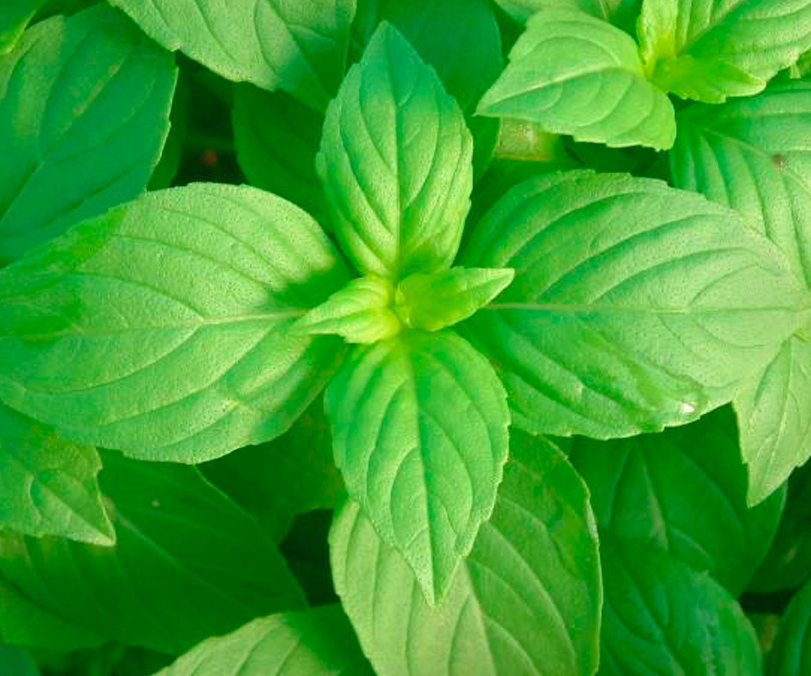 Basil - Lemon - Awapuni Nurseries